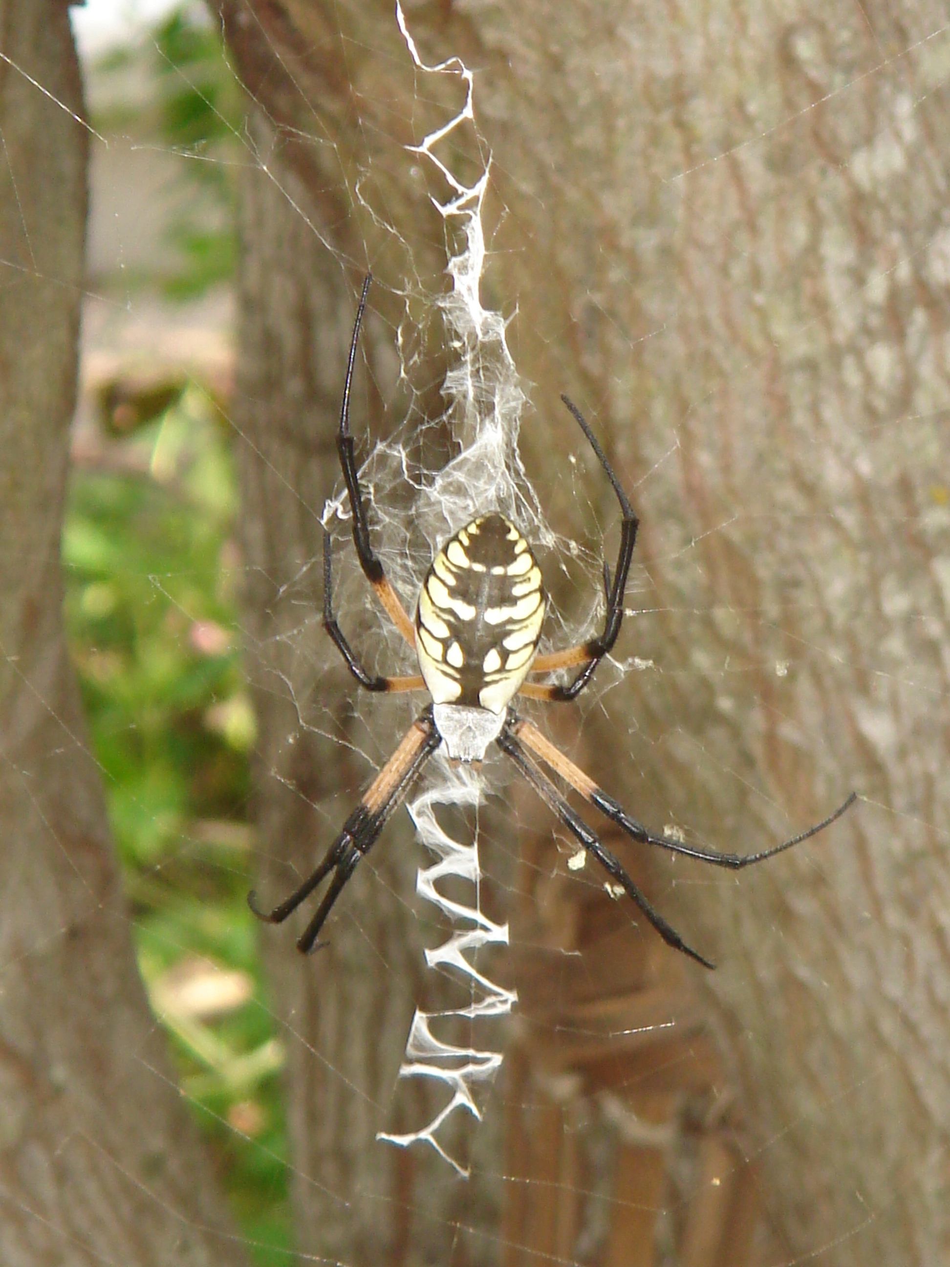 Zippity my garden spider – formidable Woman sanctuary
